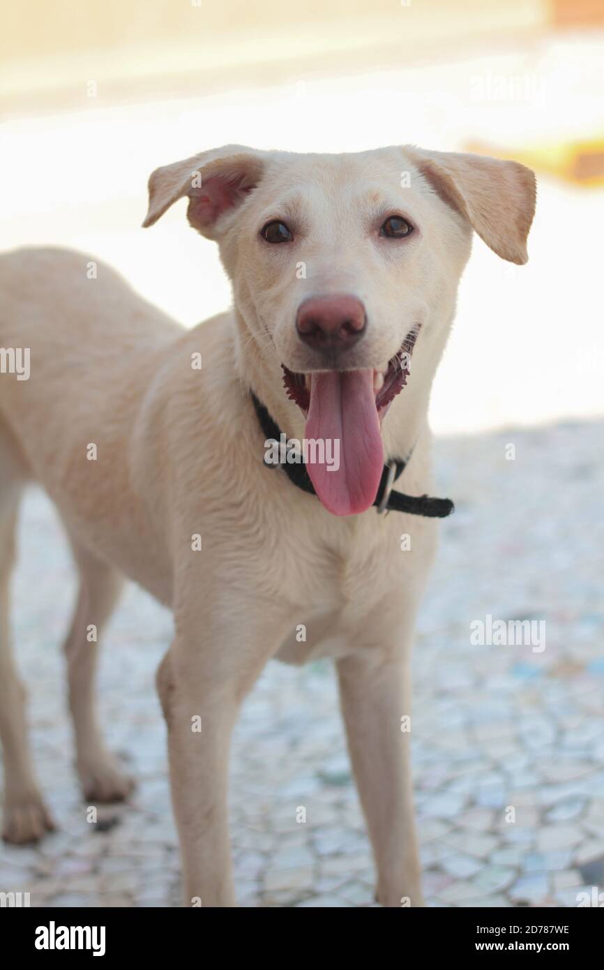 Cute white Labrador dog portrait stock photo Stock Photo - Alamy