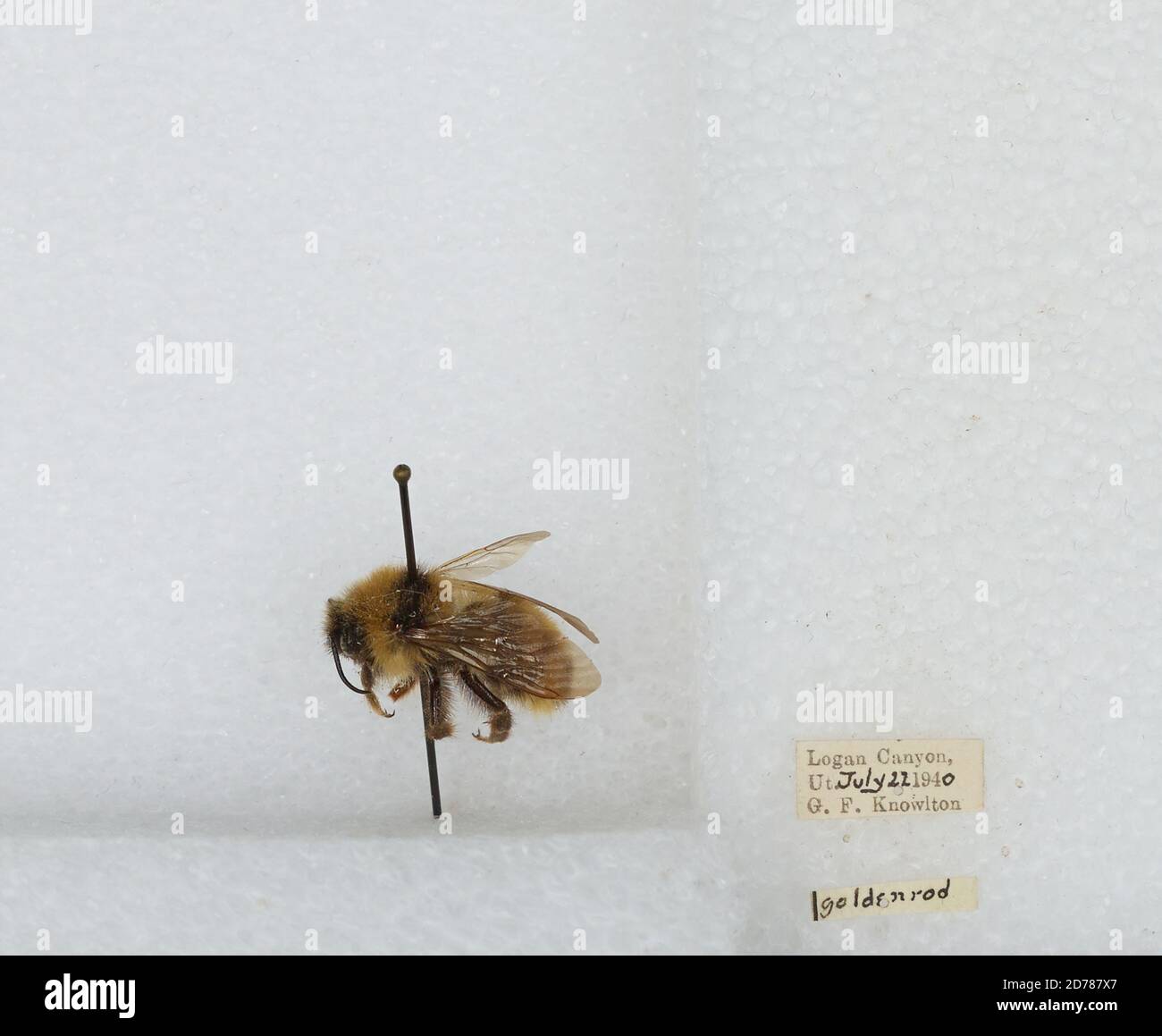 Logan Canyon, Cache, Utah, United States, Bombus (Psithyrus) suckleyi ...