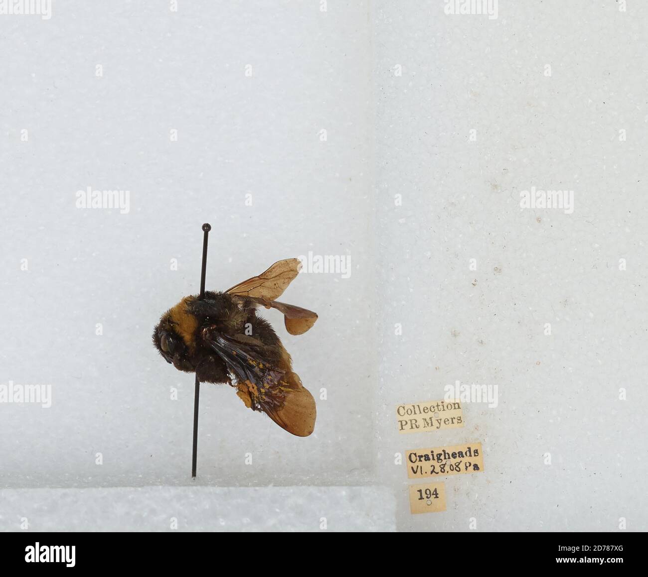Craighead, Cumberland, Pennsylvania, United States, Bombus ...