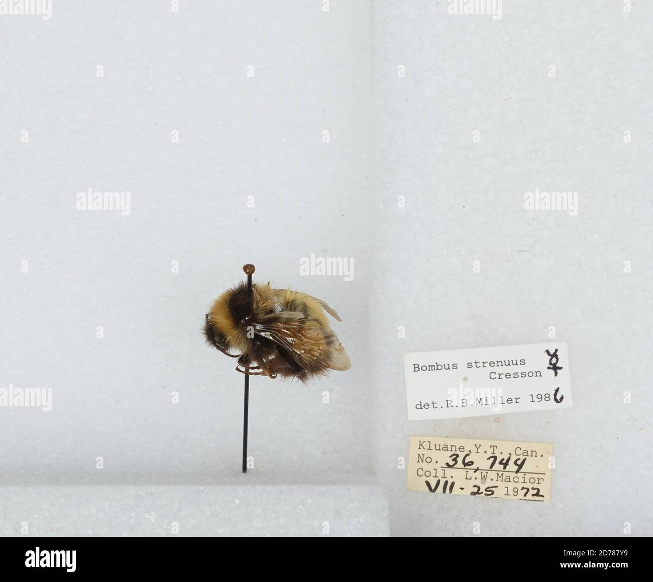 Kluane, Yukon Territory, Canada, Bombus (Alpinobombus) neoboreus Sladen ...