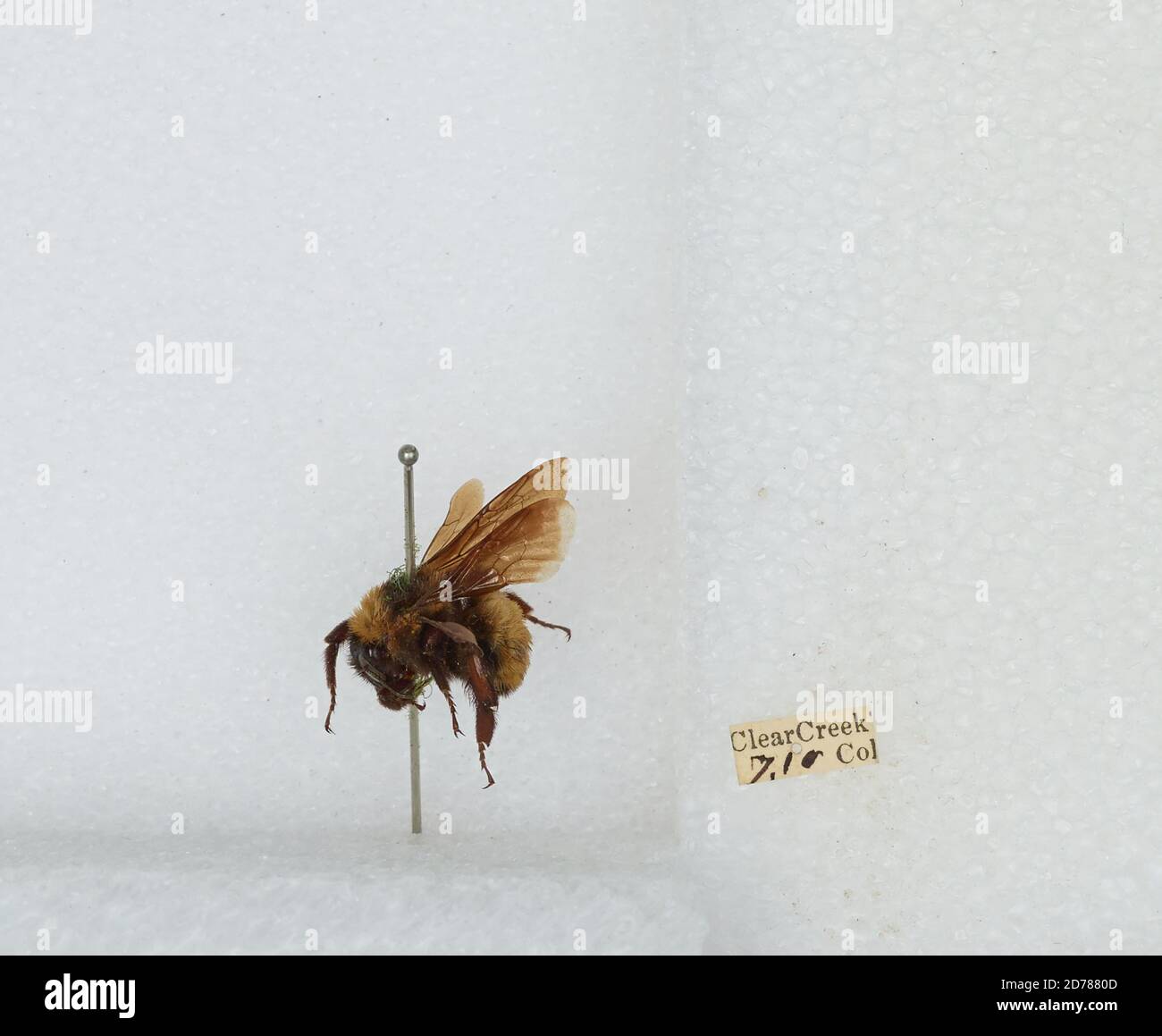 Clear Creek, Colorado, United States, Bombus sp., Animalia, Arthropoda ...