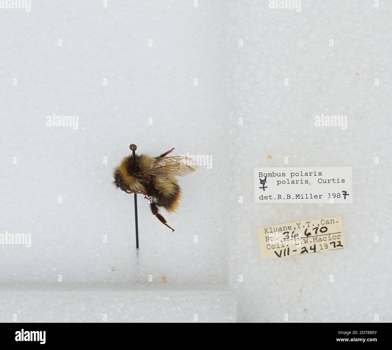 Kluane, Yukon Territory, Canada, Bombus (Alpinobombus) polaris Curtis ...