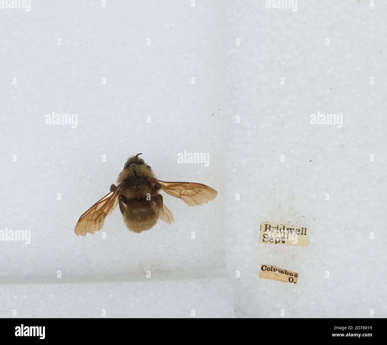 Columbus, Franklin, Ohio, United States, Bombus (Fervidobombus ...