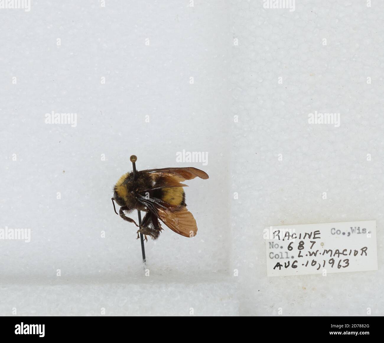 Racine, Wisconsin, United States, Bombus (Fervidobombus) pensylvanicus ...