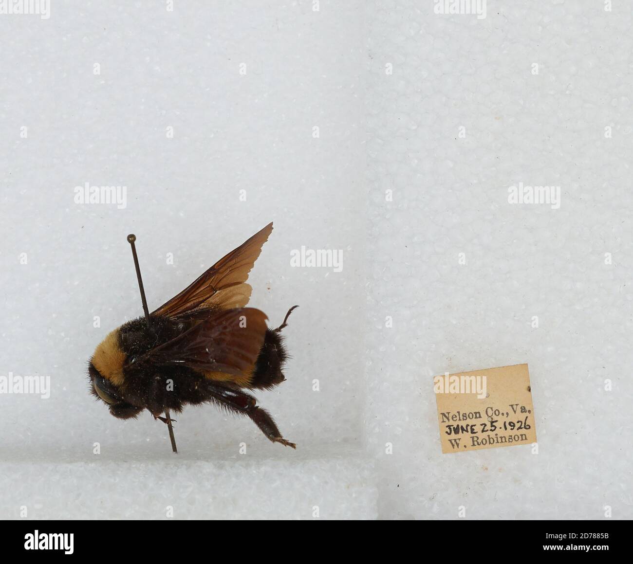 Nelson, Virginia, United States, Bombus (Fervidobombus) pensylvanicus ...