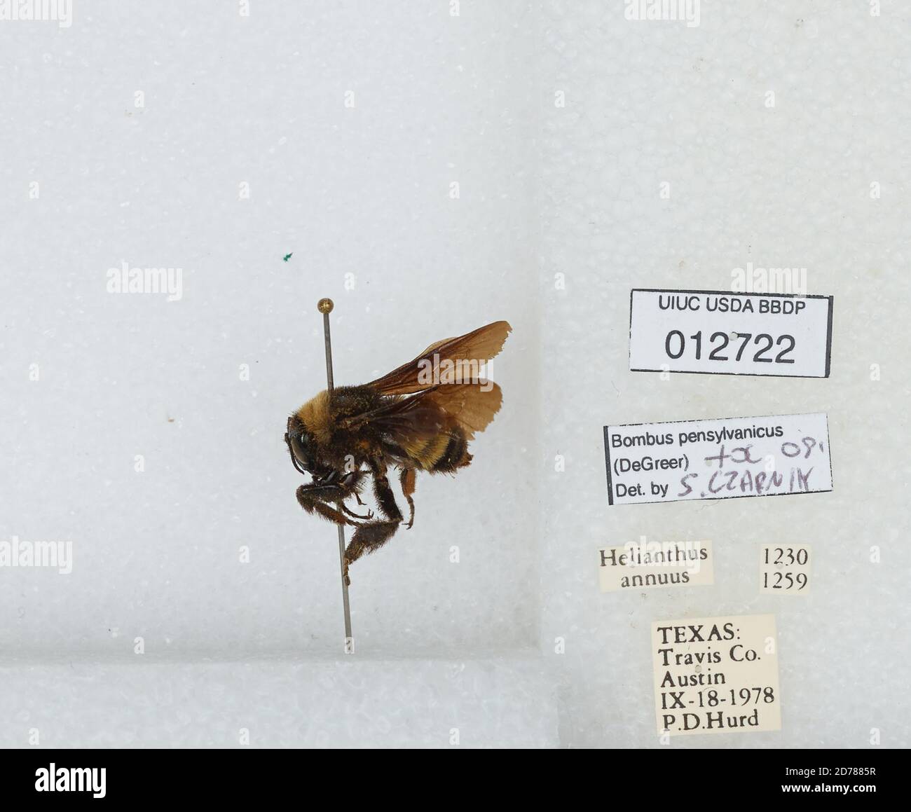 Austin, Travis, Texas, United States, Bombus (Fervidobombus ...