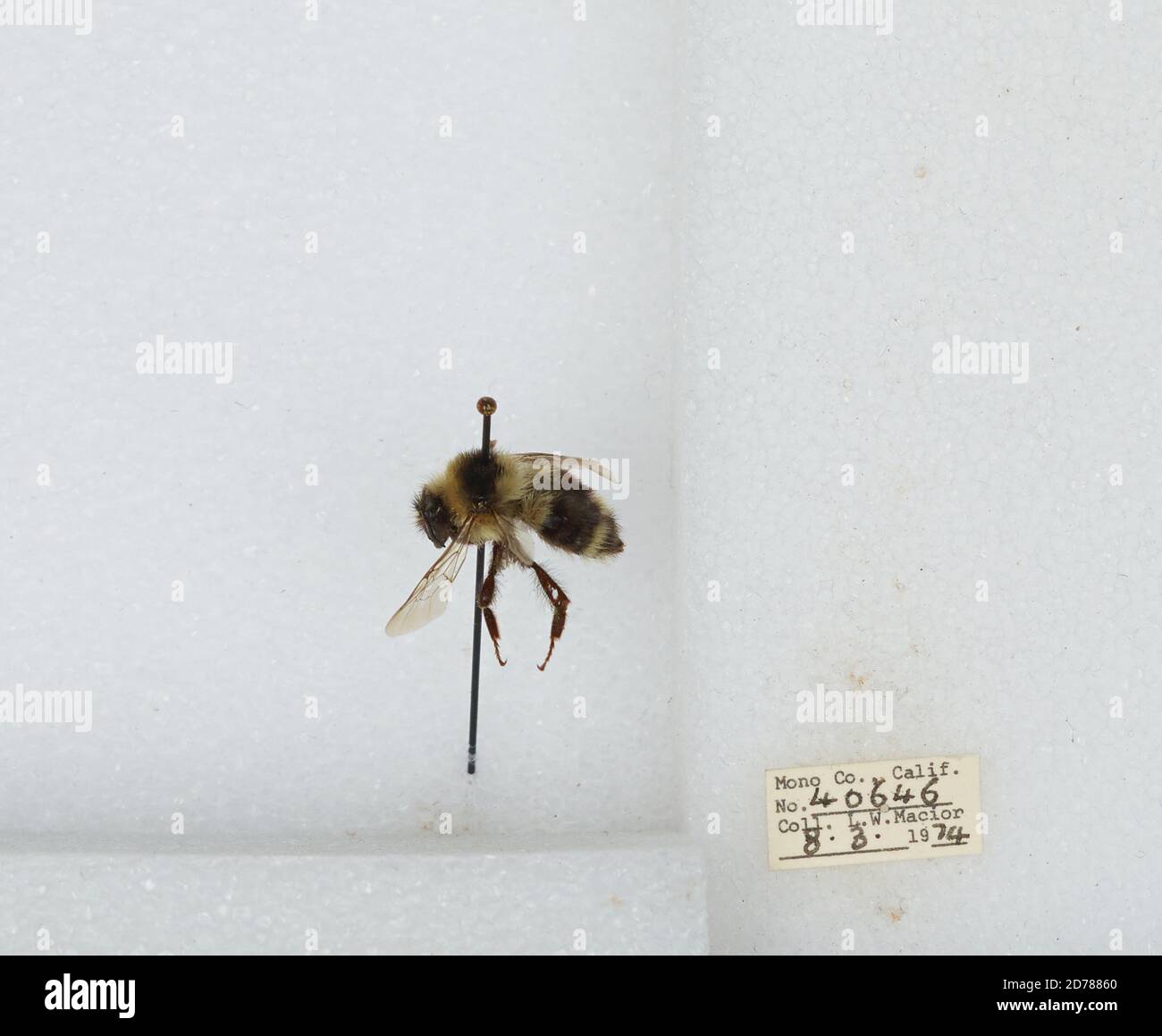 Mono, California, United States, Bombus (Cullumanobombus) rufocinctus ...