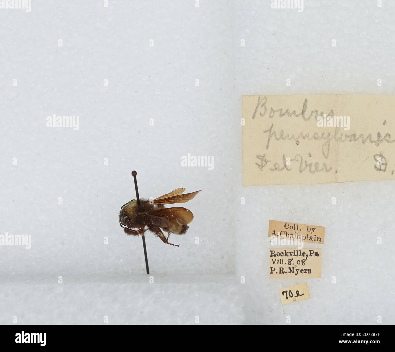 Rockville, Dauphin, Pennsylvania, United States, Bombus (Fervidobombus ...