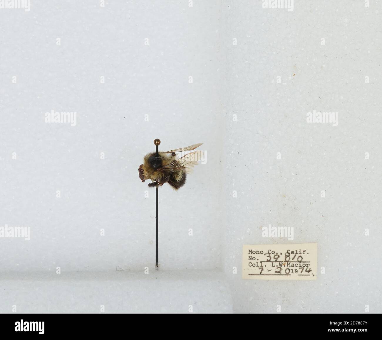 Mono, California, United States, Bombus (Cullumanobombus) rufocinctus ...