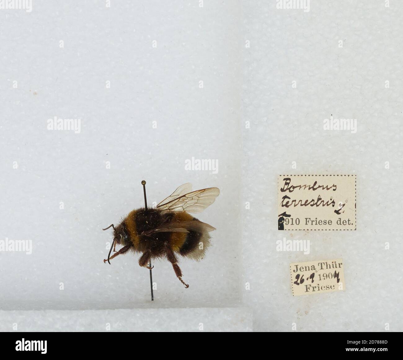 Jena, Thuringia, Germany, Bombus (Bombus) terrestris (Linnaeus ...