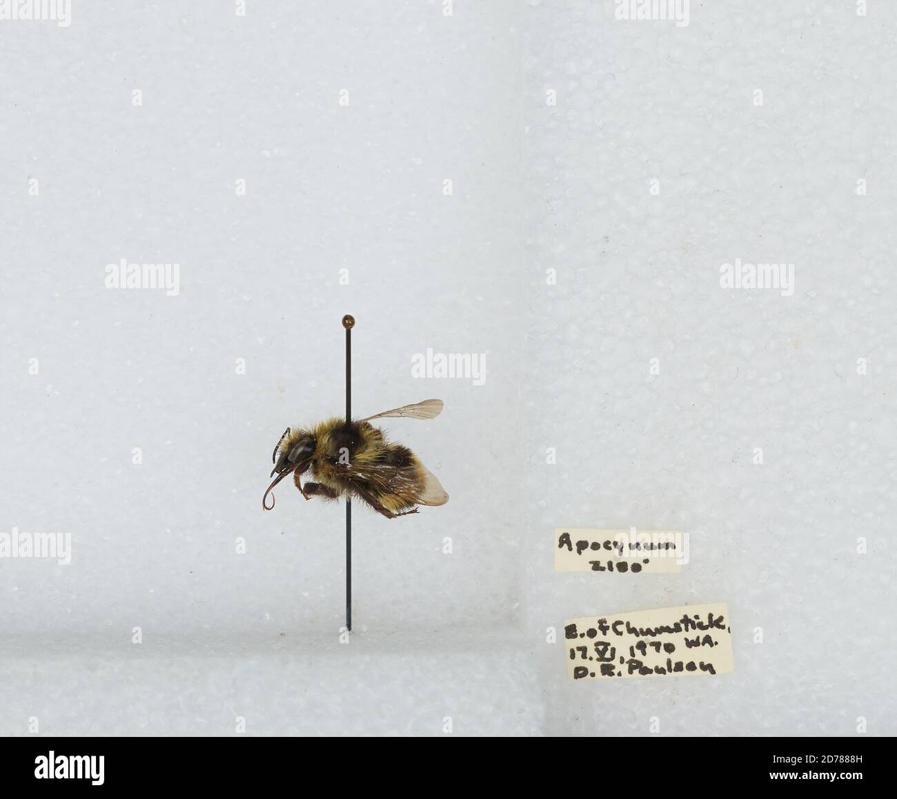 East of Chumstick, Chelan, Washington, United States, Bombus ...