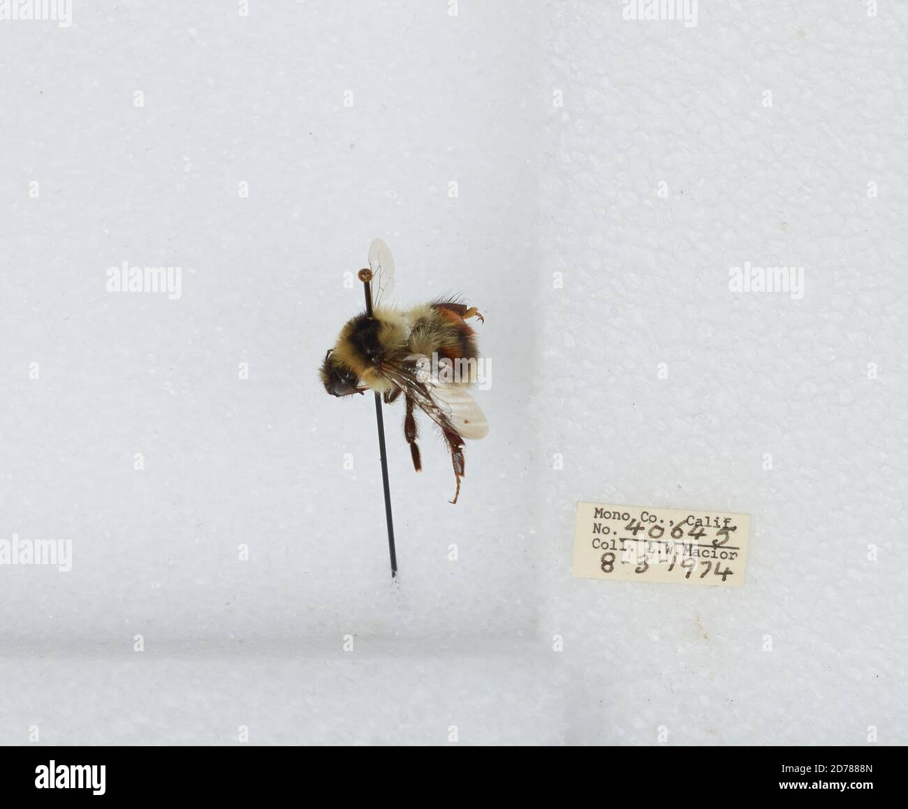Mono, California, United States, Bombus (Cullumanobombus) rufocinctus ...