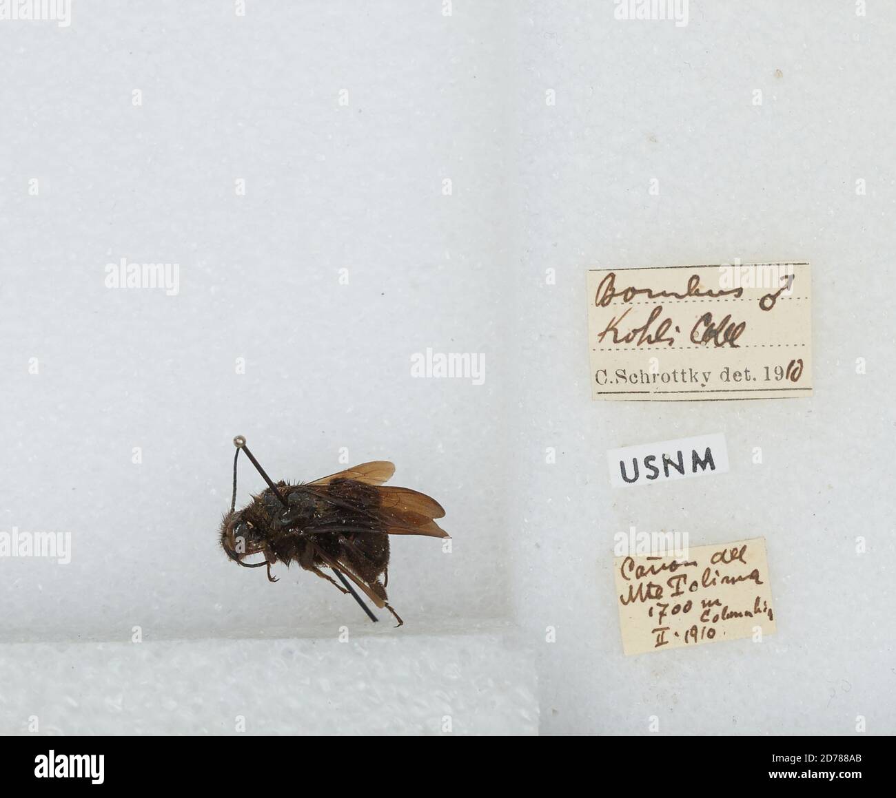 Canon del Mte Iclimia, Colombia, Bombus (Fervidobombus) morio (Swederus ...