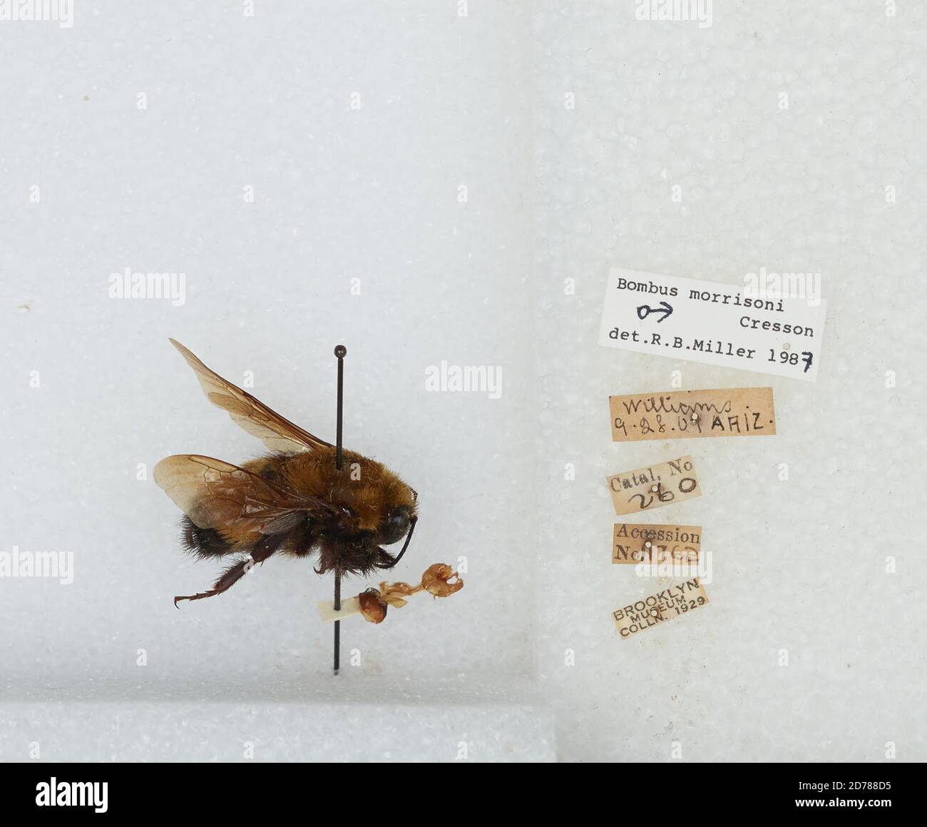 Williams, Coconino, Arizona, United States, Bombus (Separatobombus ...