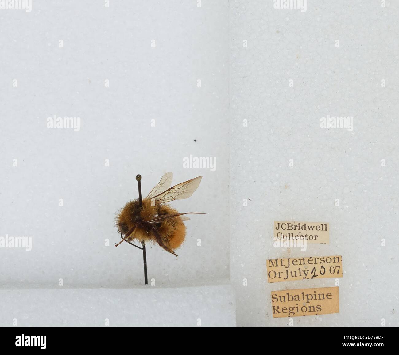 Mount Jefferson, Subalpine Regions, Linn, Oregon, United States, Bombus ...