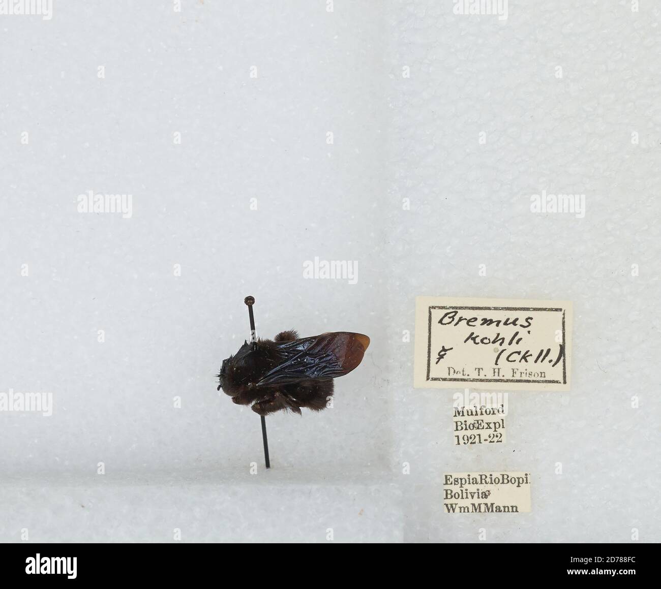 Espia Rio Bopi, La Paz, Bolivia, Bombus (Fervidobombus) morio (Swederus ...