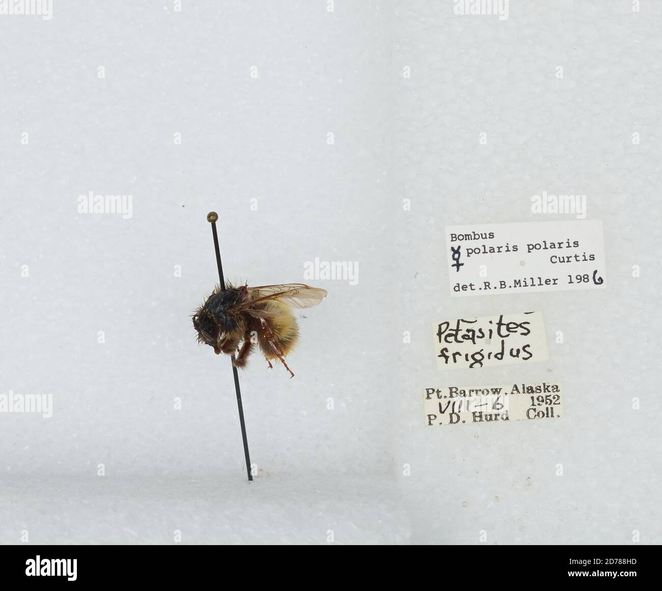 Point Barrow, North Slope, Alaska, United States, Bombus (Alpinobombus ...