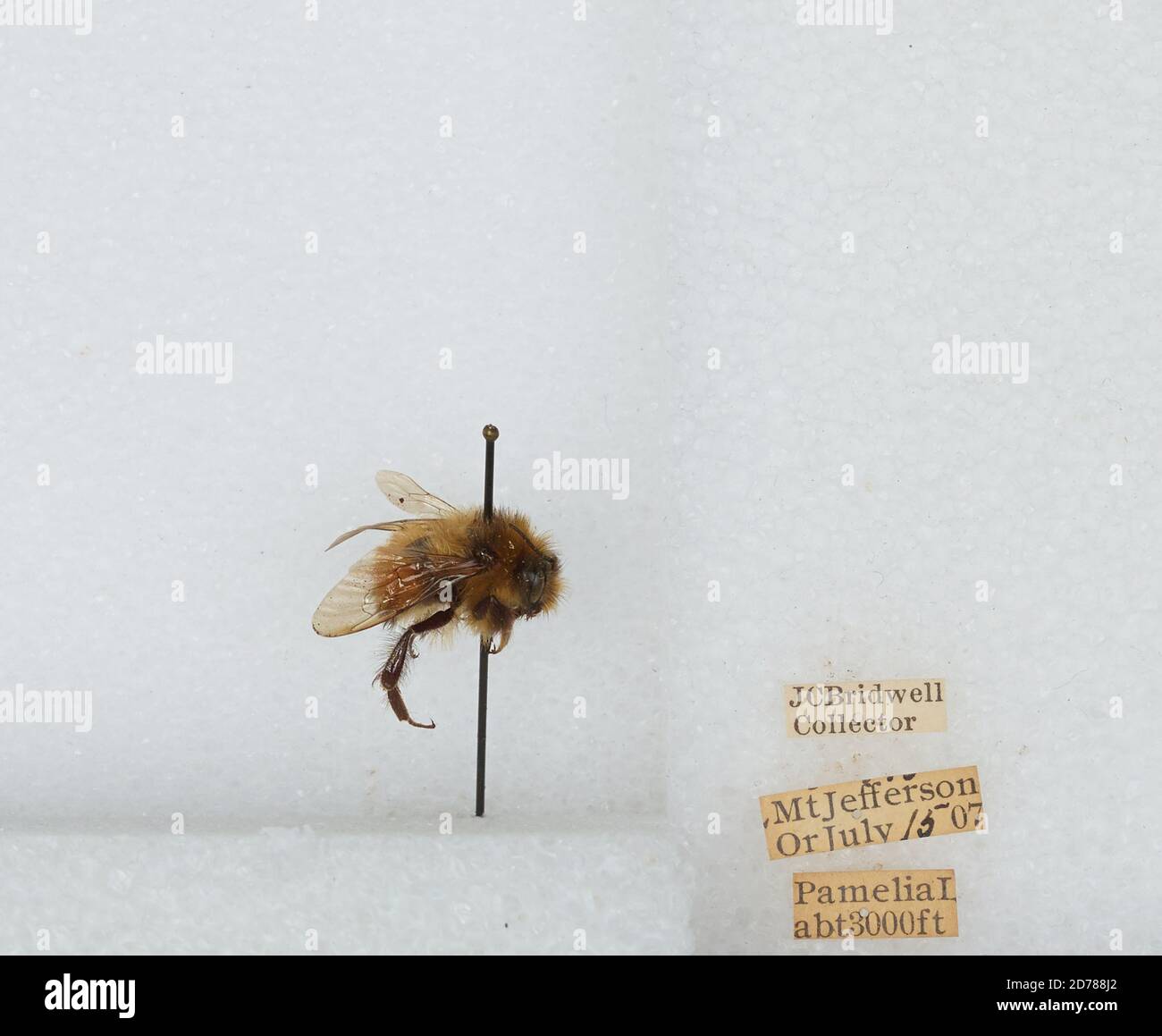 Mount Jefferson, Pamelia Lake, Linn, Oregon, United States, Bombus ...