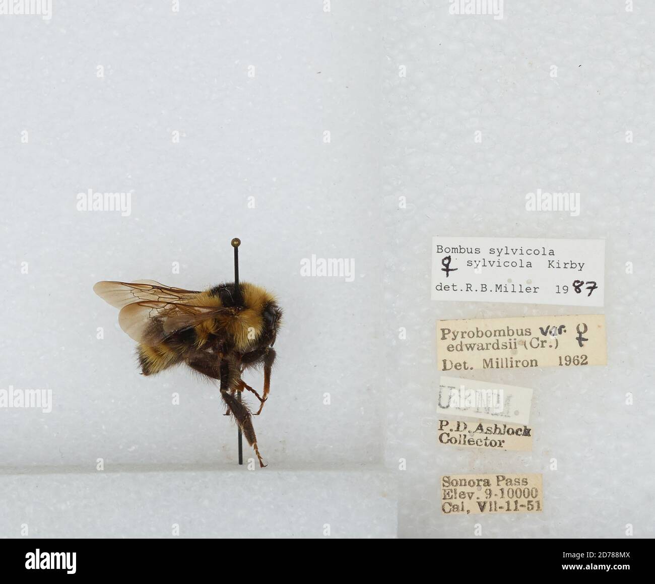 Sonora Pass, Mono, California, United States, Bombus (Pyrobombus ...