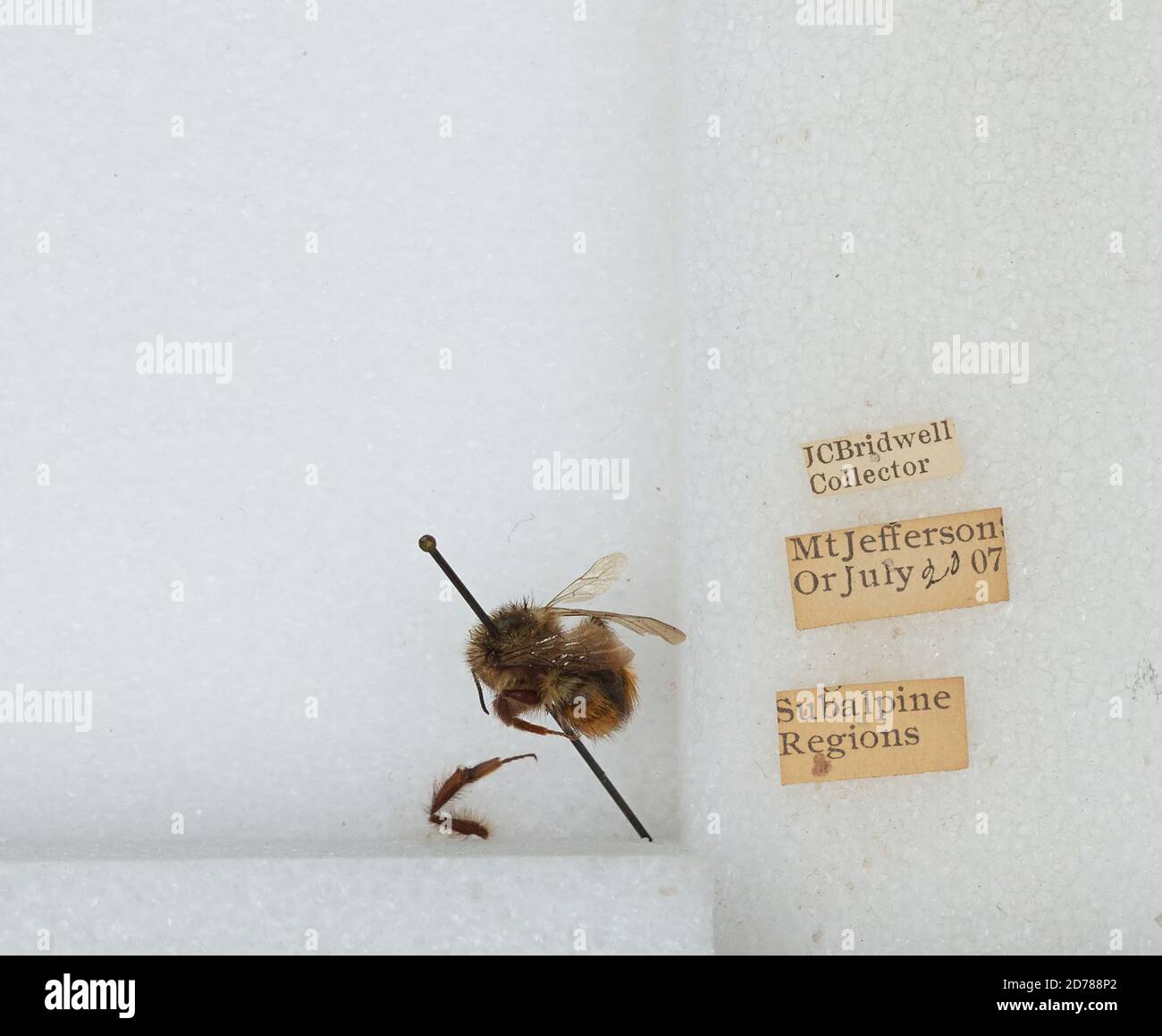 Mount Jefferson, Subalpine Regions, Linn, Oregon, United States, Bombus ...