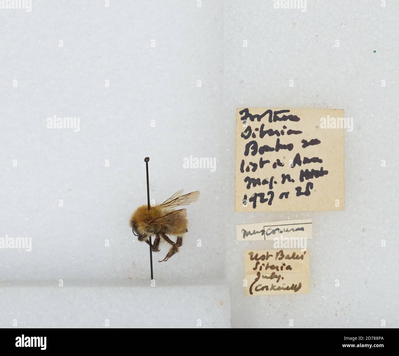 Ust-Balei, Siberia, Russia, Bombus (Thoracobombus) muscorum (Linnaeus ...