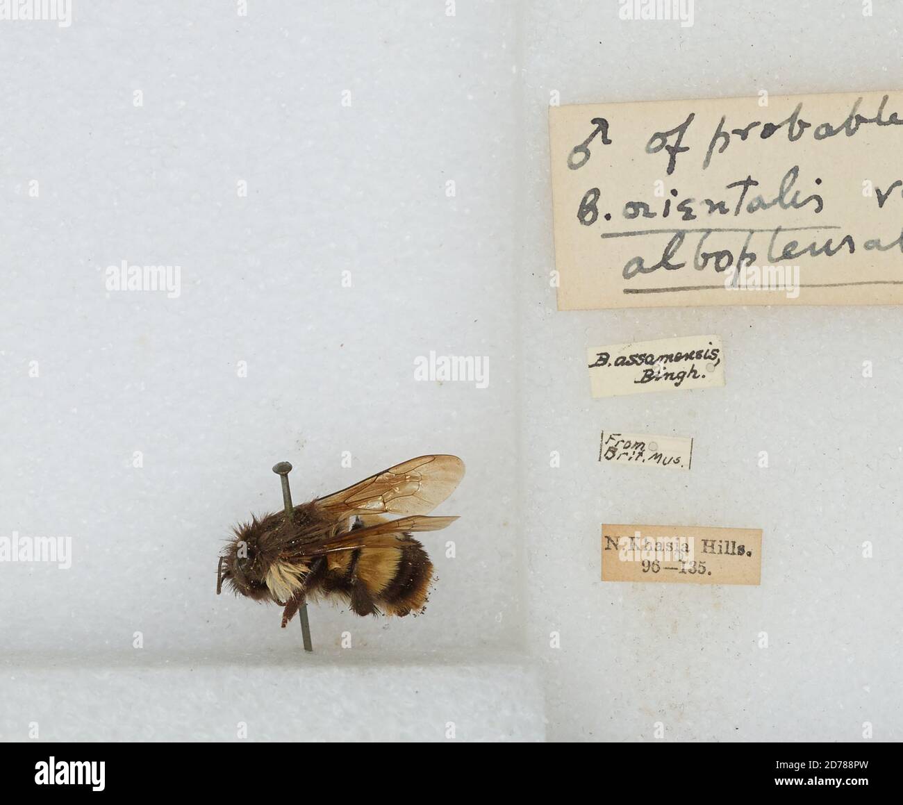 Bombus trifasciatus hi-res stock photography and images - Alamy