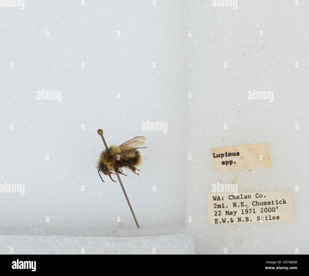 2 miles northeast of Chumstick, Chelan, Washington, United States ...