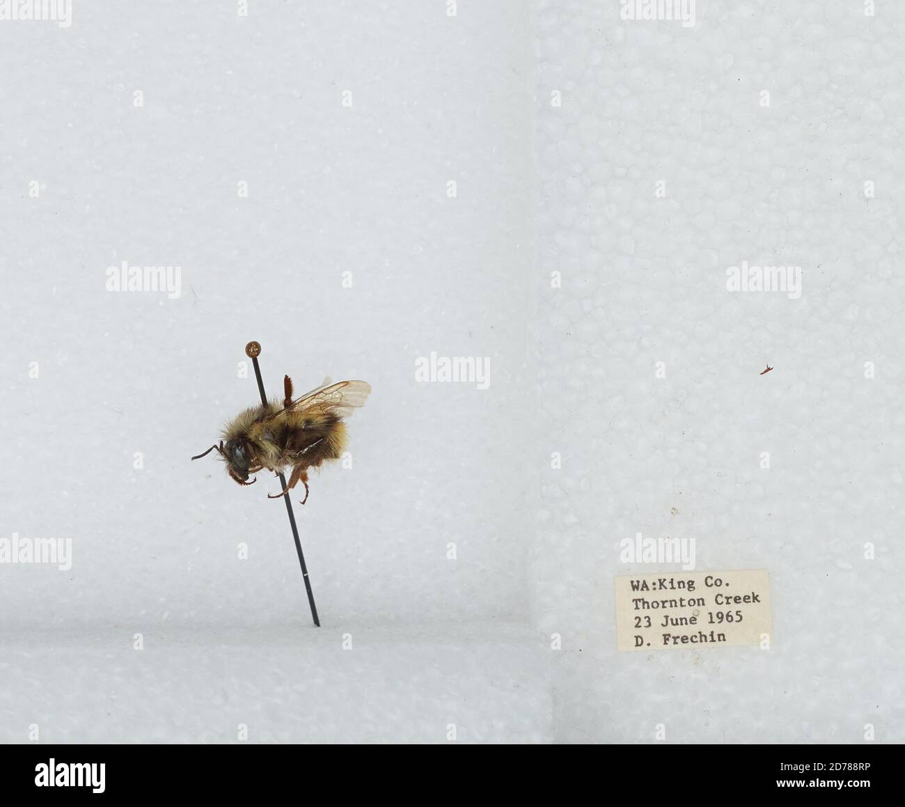 Thornton Creek, King, Washington, United States, Bombus (Pyrobombus ...