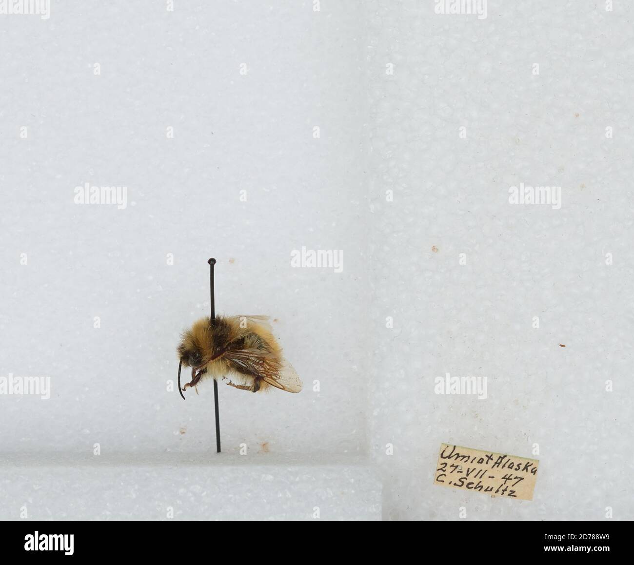 Umiat, North Slope, Alaska, United States, Bombus (Pyrobombus ...
