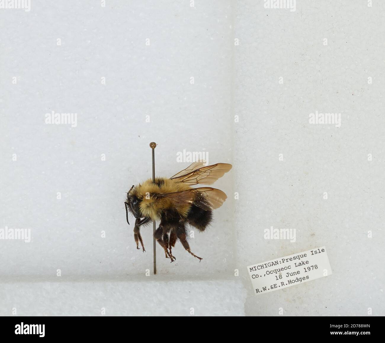 Ocqueoc Lake, Presque Isle, Michigan, United States, Bombus (Pyrobombus ...
