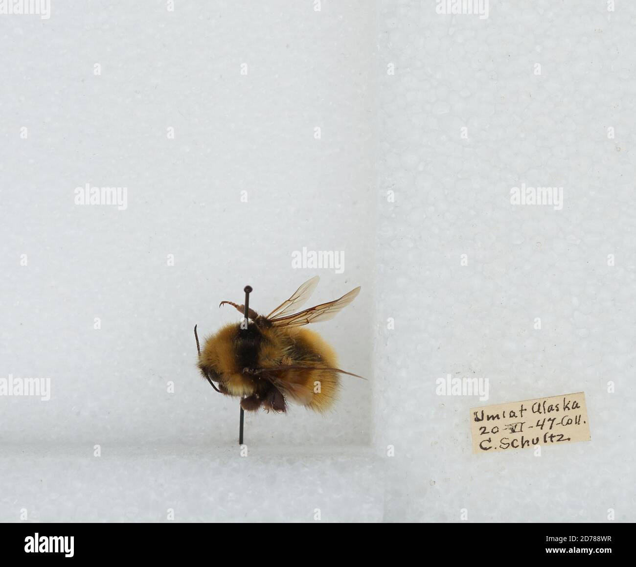 Umiat, North Slope, Alaska, United States, Bombus (Pyrobombus ...