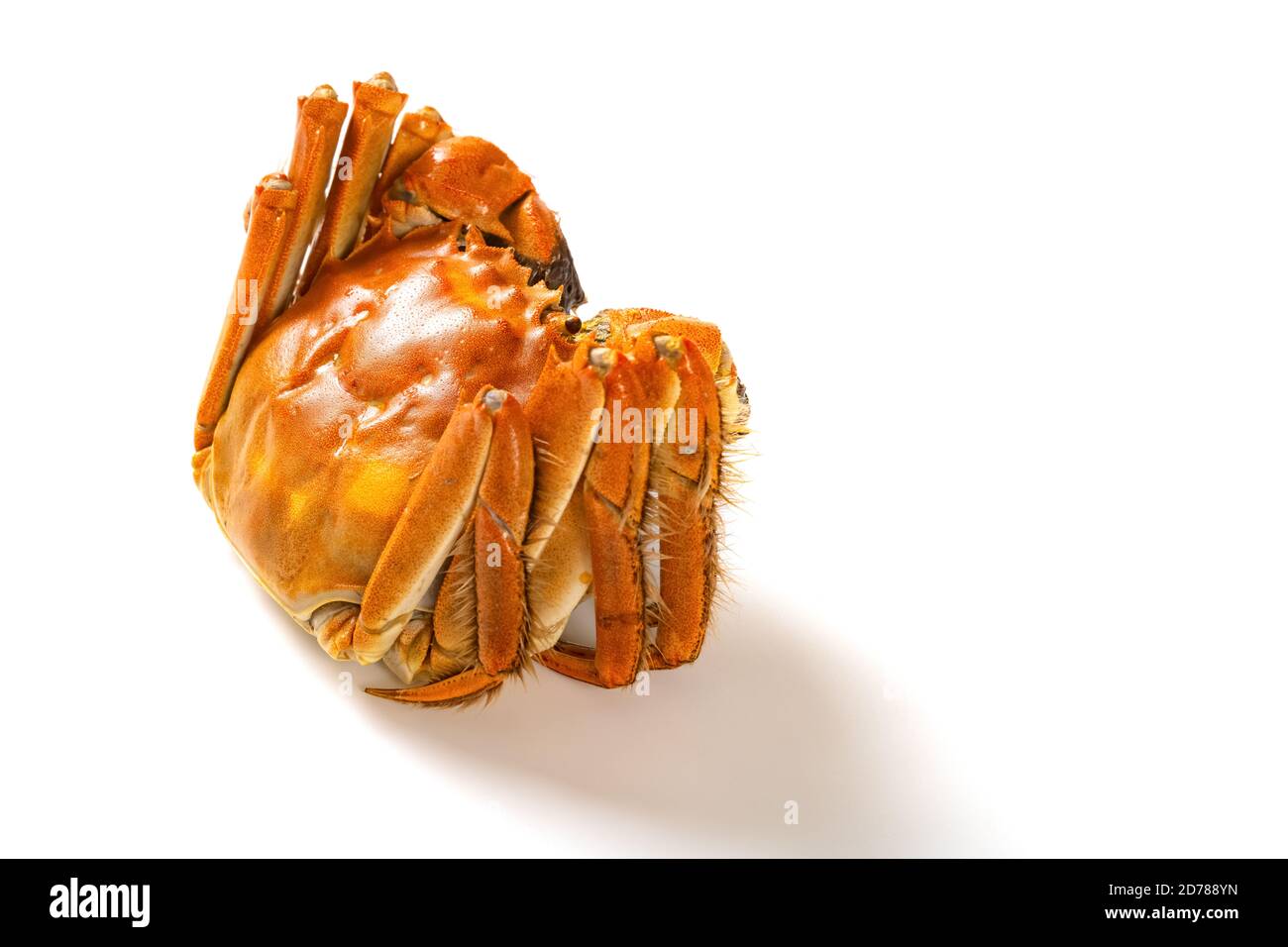 angle view cooked crab on a white background Stock Photo - Alamy