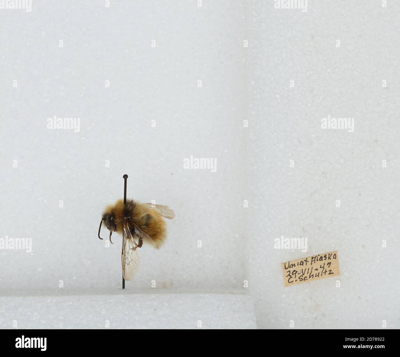 Umiat, North Slope, Alaska, United States, Bombus (Pyrobombus ...