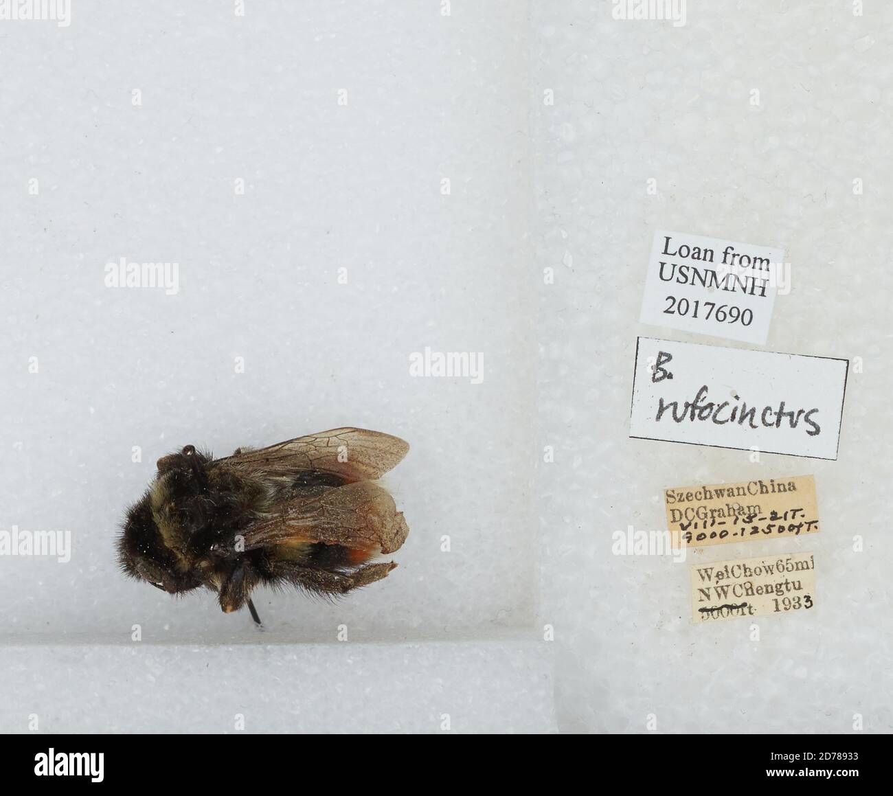 Wei Chow 65mi NW Chengdu, Sichuan, China, Bombus (Melanobombus) rufofasciatus Smith, Animalia ...