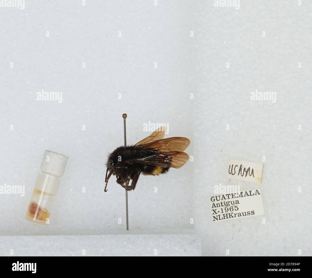 Antigua, Guatemala, Sacatepequez Department, Guatemala, Bombus ...