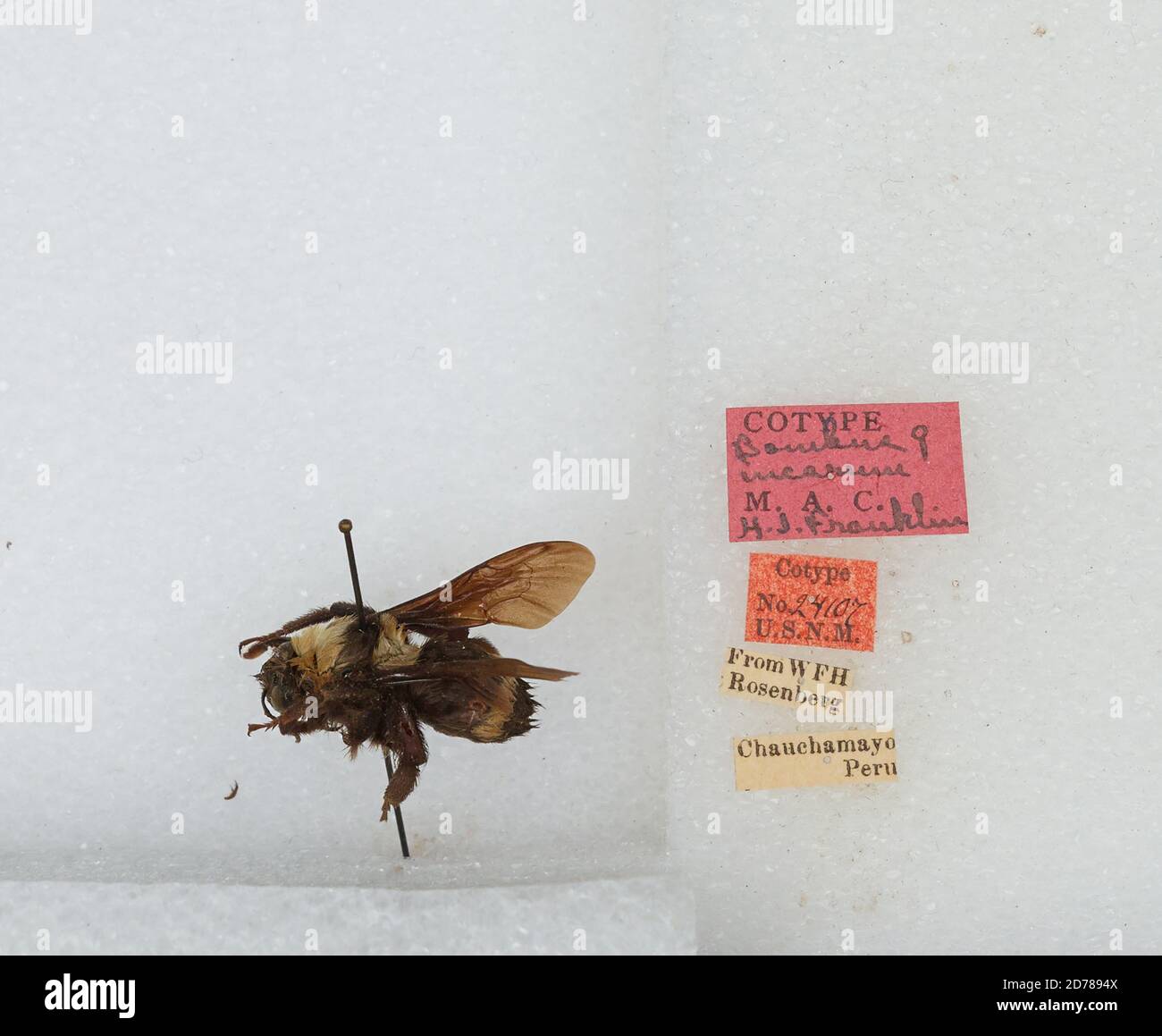 Chauchamayo, Junín, Peru, Bombus (Fervidobombus) transversalis (Olivier ...