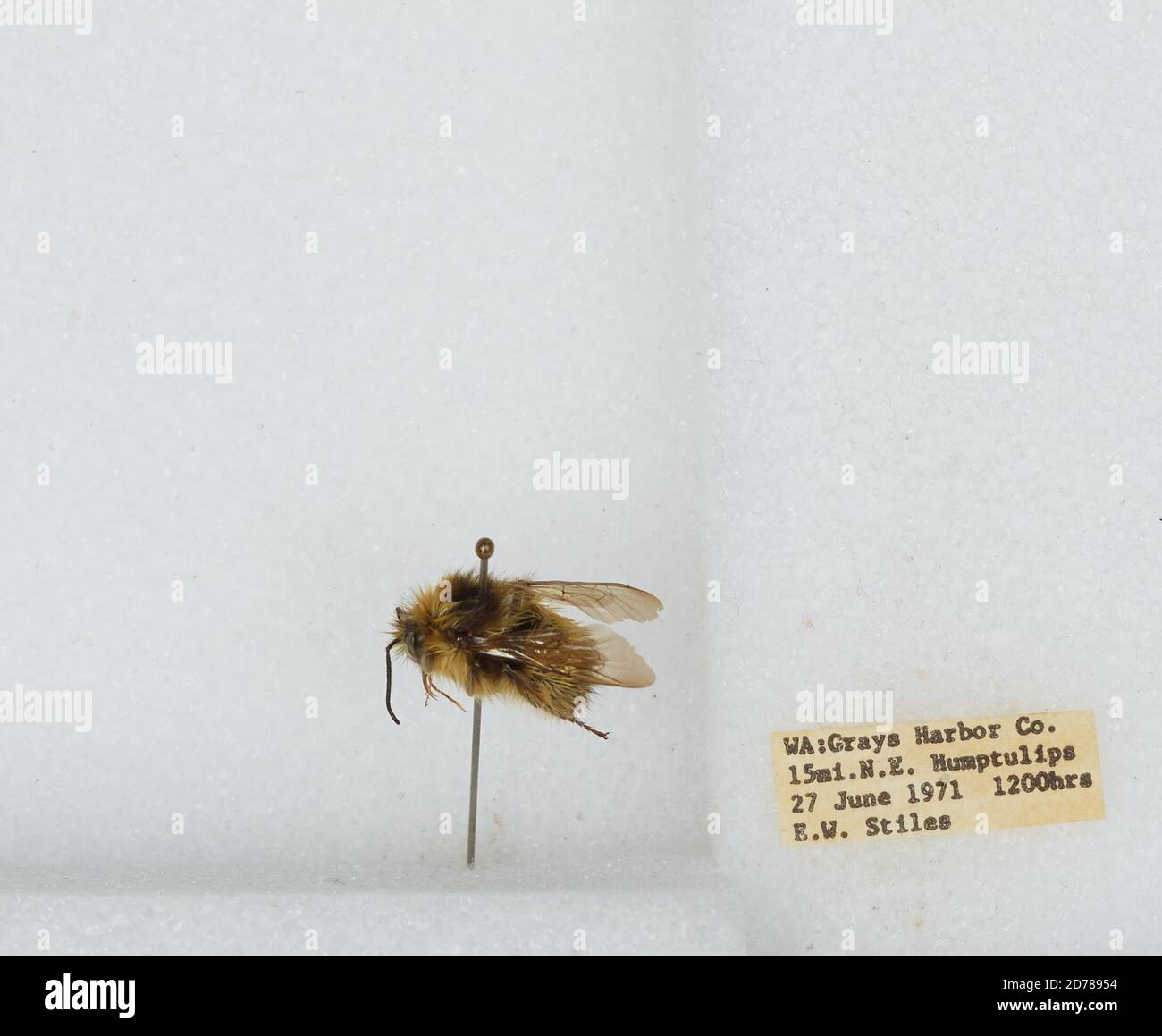 15 miles northeast of Humptulips, Grays Harbor, Washington, United ...