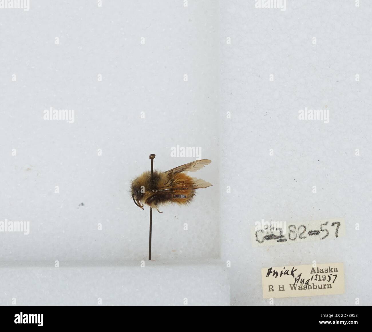 Aniak, Bethel, Alaska, United States, Bombus (Pyrobombus) melanopygus ...