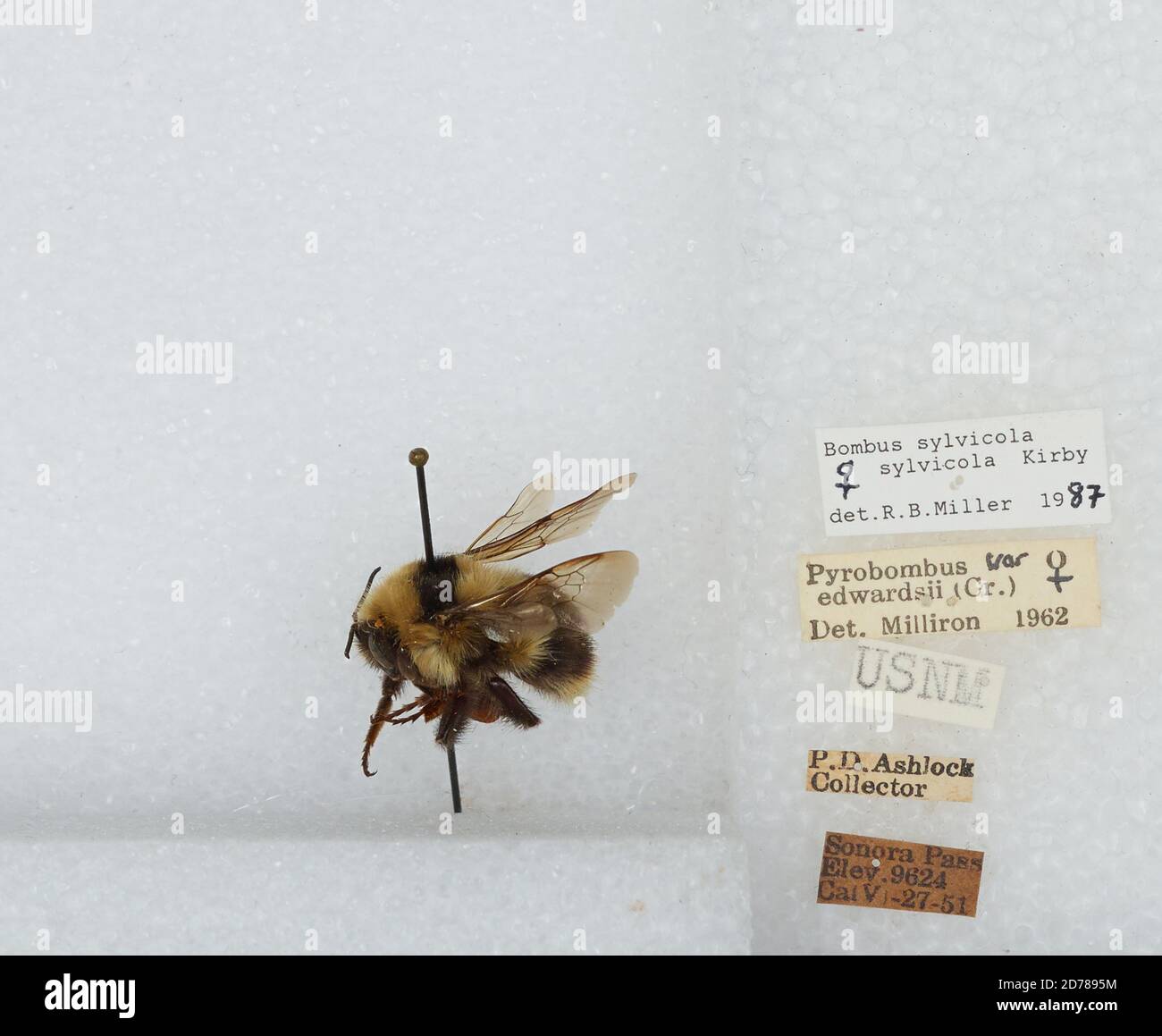 Sonora Pass, Mono, California, United States, Bombus (Pyrobombus ...