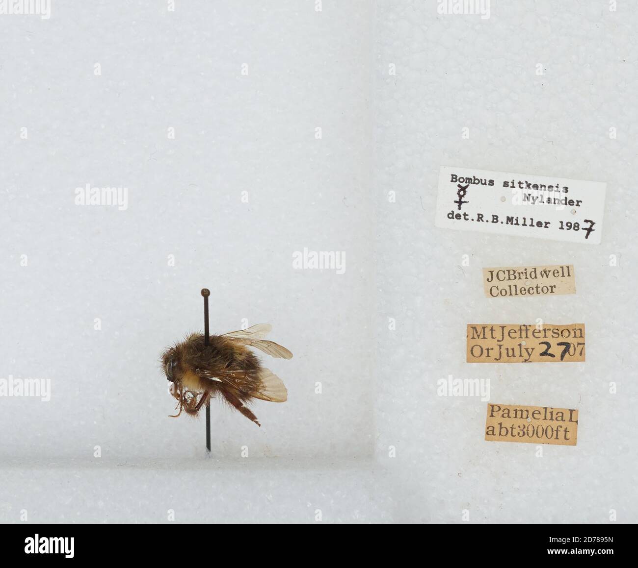 Mount Jefferson, Pamelia Lake, Linn, Oregon, United States, Bombus ...