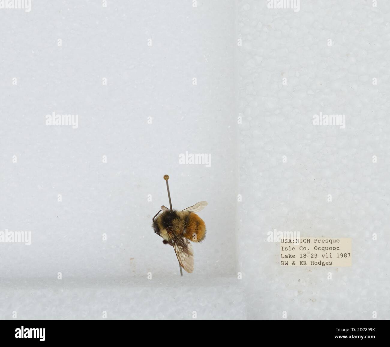 Ocqueoc Lake, Presque Isle, Michigan, United States, Bombus (Pyrobombus ...