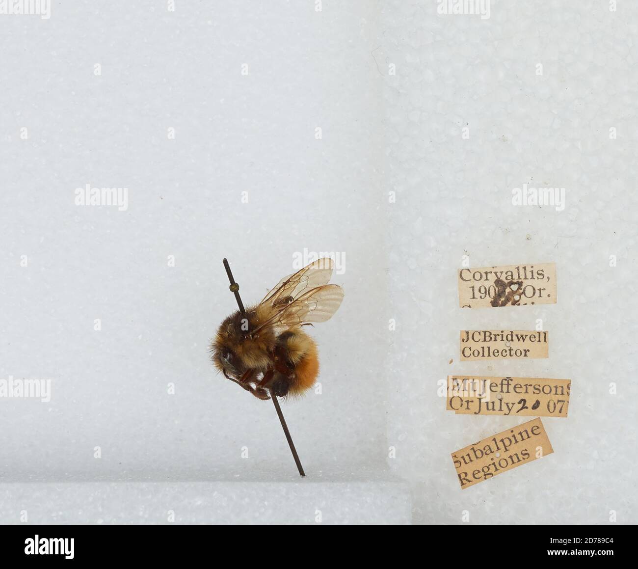 Mount Jefferson, Subalpine Regions, Linn, Oregon, United States, Bombus ...