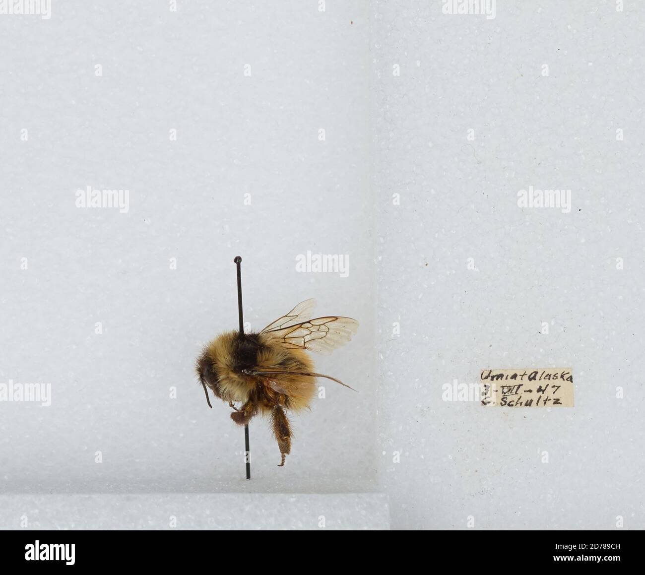 Umiat, North Slope, Alaska, United States, Bombus (Pyrobombus ...