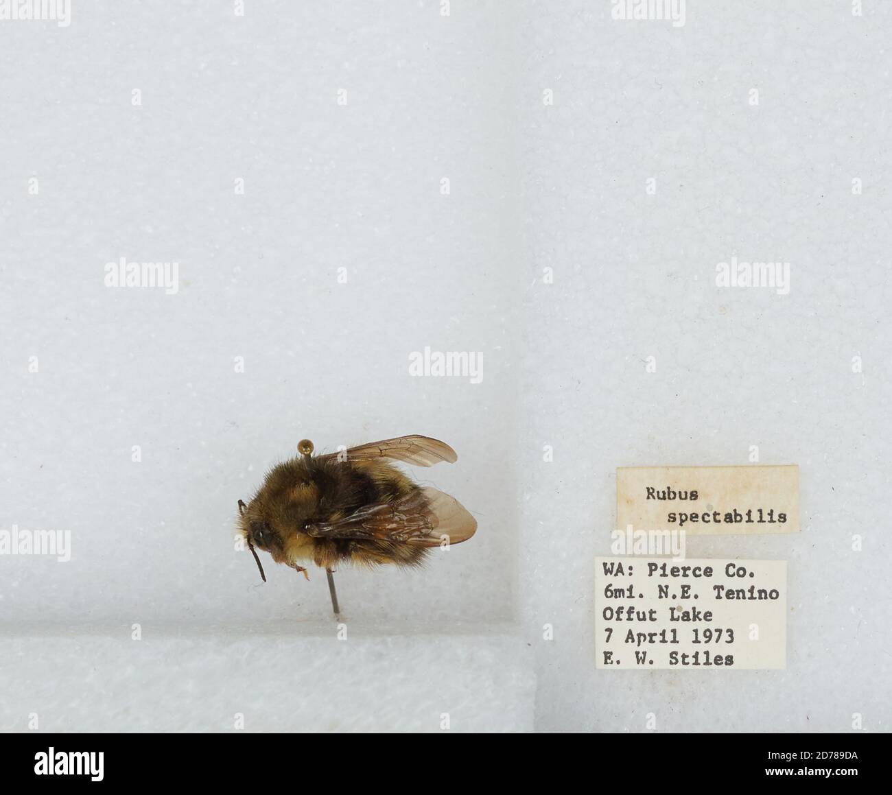 6 miles Northeast of Tenino, Offut Lake, Pierce, Washington, United ...