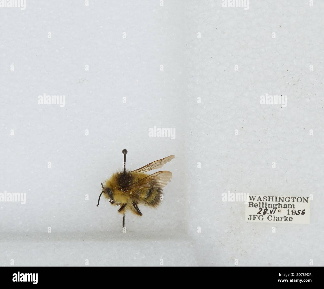 Bellingham, Whatcom, Washington, United States, Bombus (Pyrobombus ...