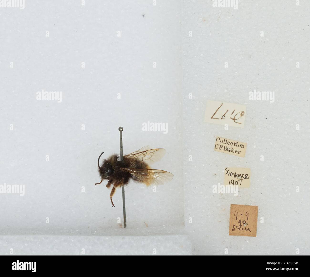 France, Bombus (Psithyrus) rupestris (Fabricius), Animalia, Arthropoda ...
