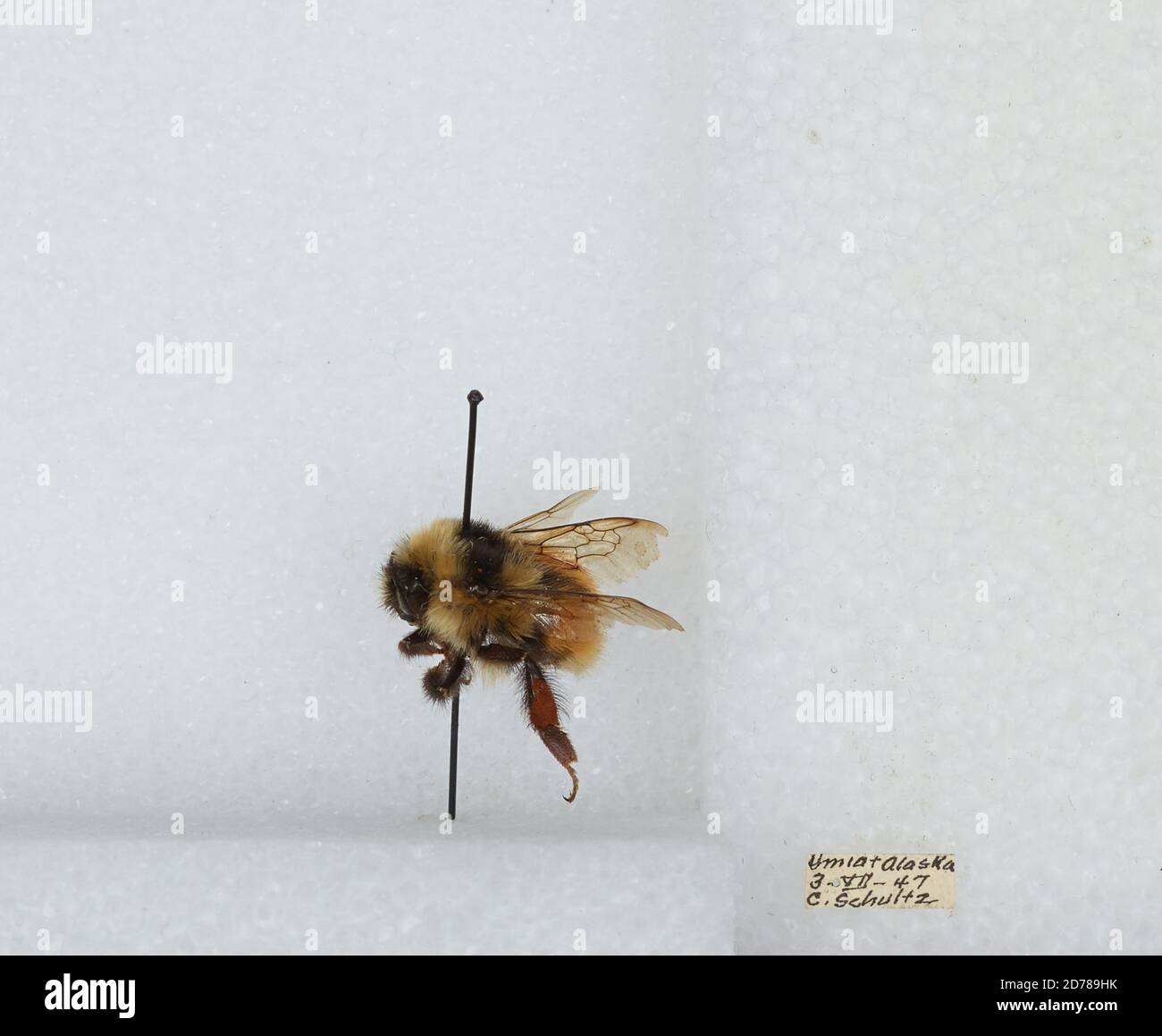 Umiat, North Slope, Alaska, United States, Bombus (Pyrobombus ...