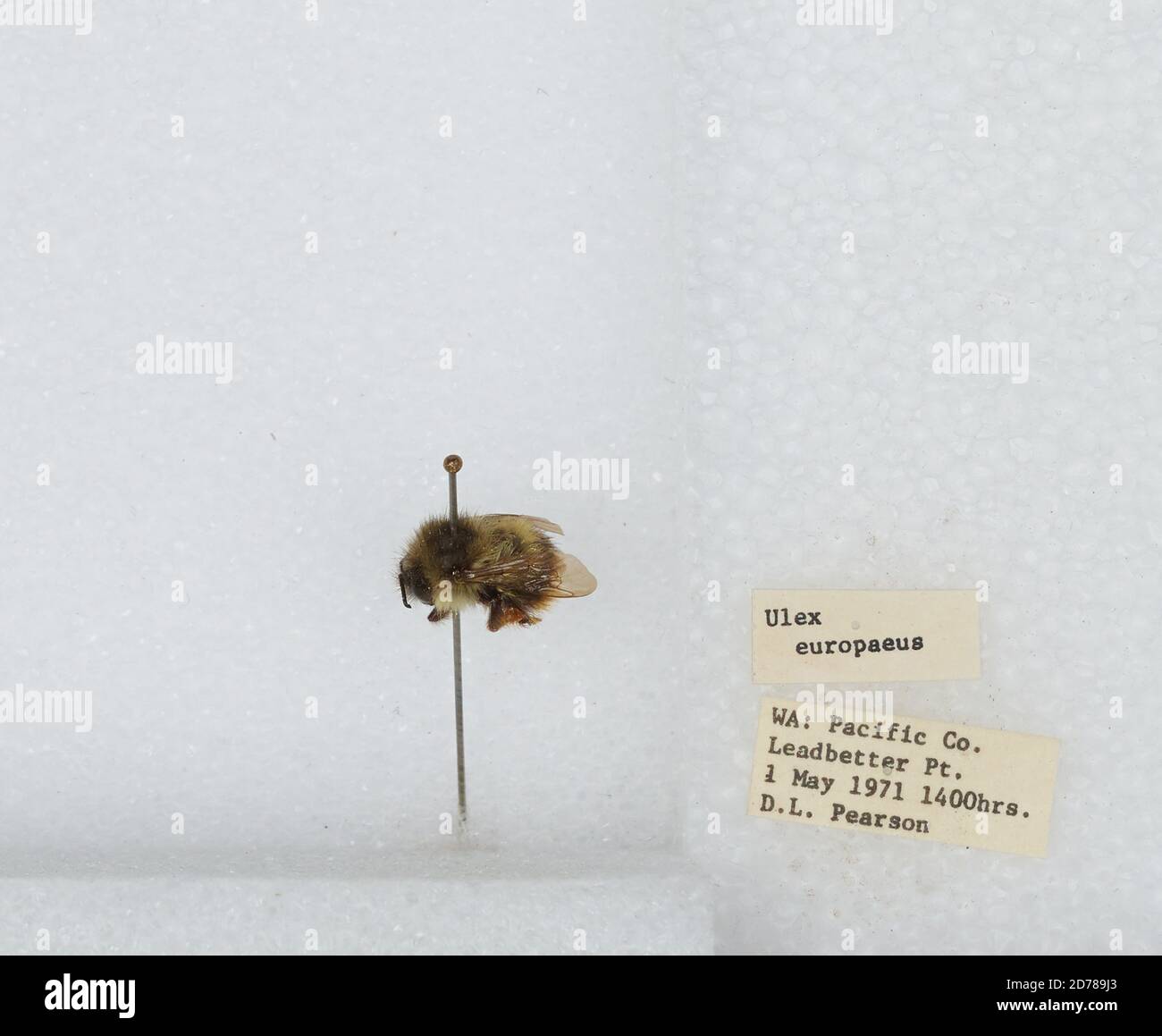 Leadbetter point washington hi-res stock photography and images - Alamy