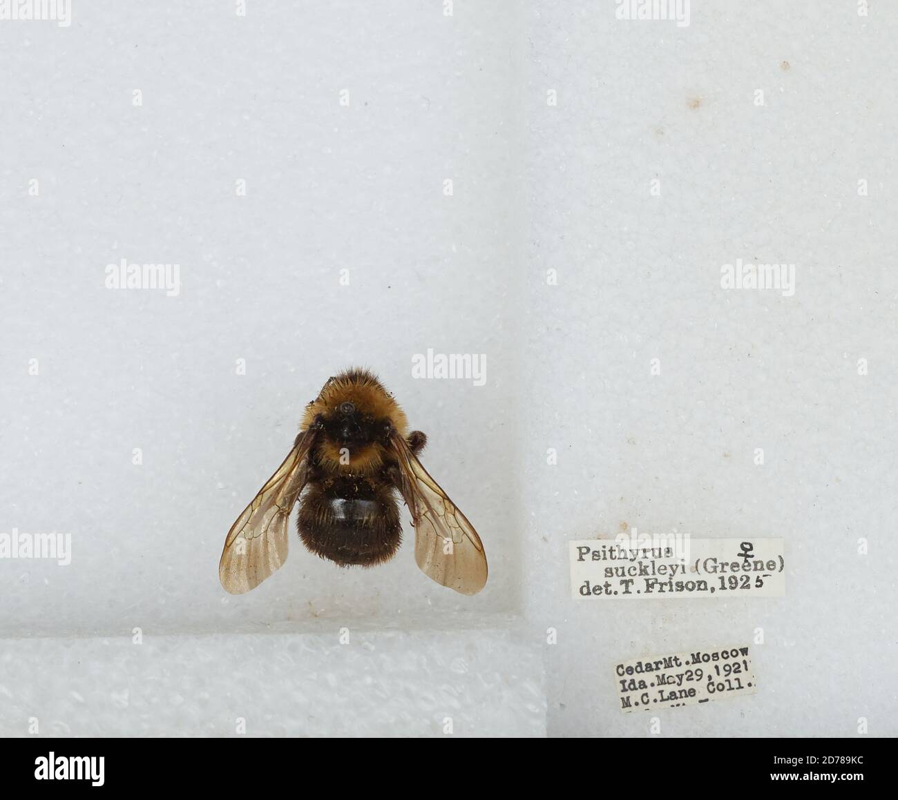 Cedar Mountain, Moscow, Latah, Idaho, United States, Bombus (Psithyrus ...