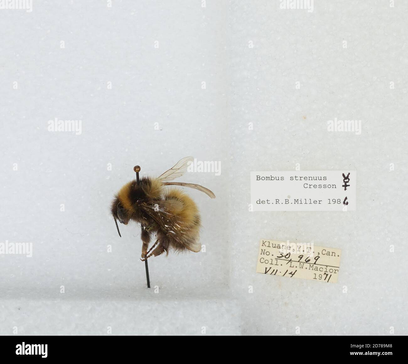 Kluane, Yukon Territory, Canada, Bombus (Alpinobombus) neoboreus Sladen ...